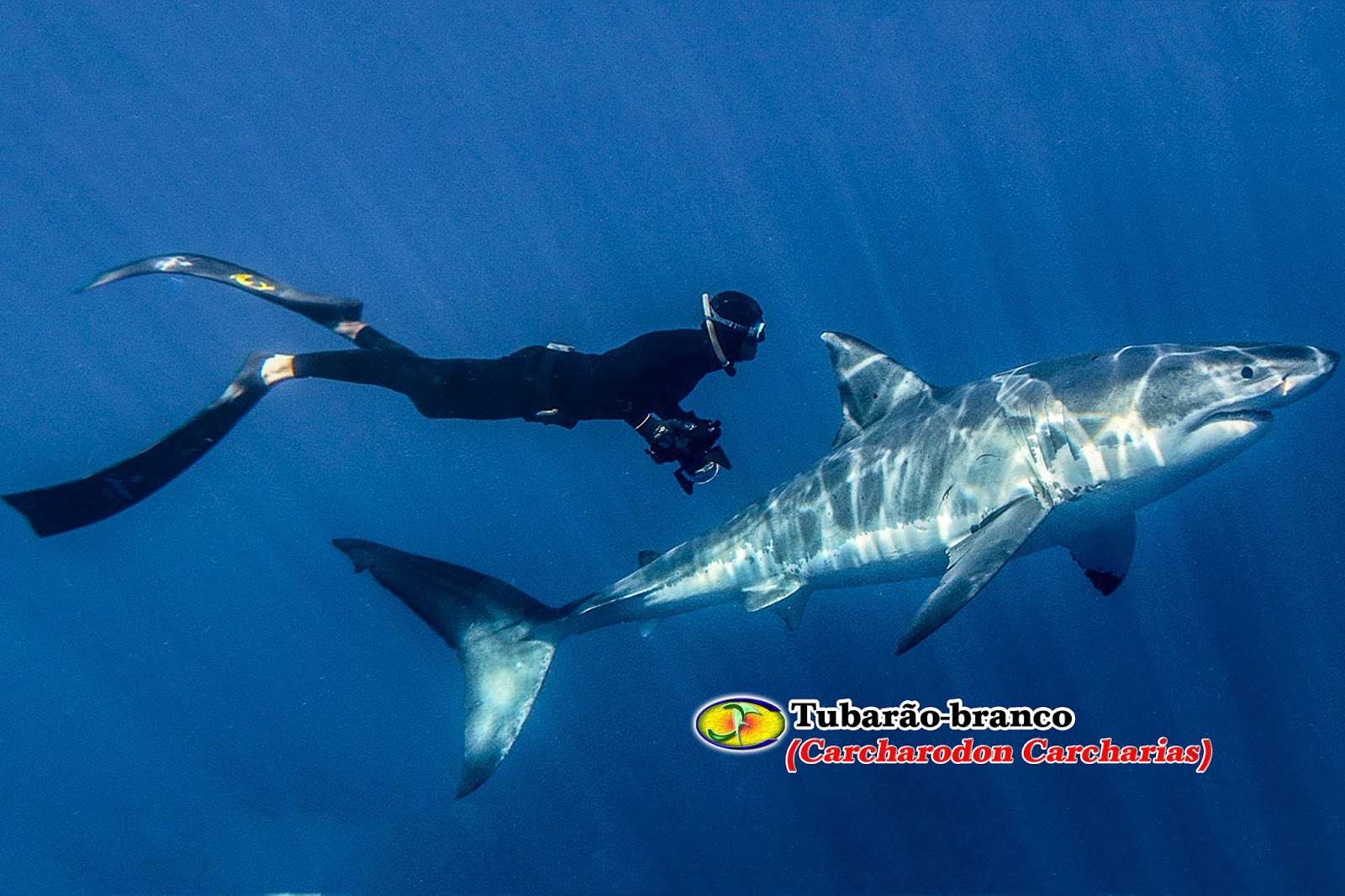 Zoologia: Tubarão-branco (Carcharodon carcharias)